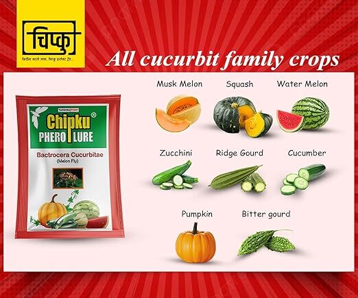 Chipku Melonfly glass trap phermone trap for bactocera Cucurbitae ...
