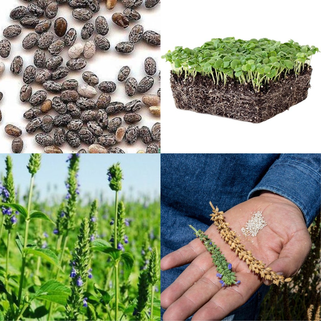 Chia Seeds for Sowing & Cultivation - Natural Chia Beej/Bij for Home ...